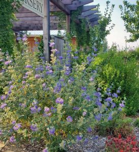 Caryopteris x clandonensis 'Dark Knight' - Shooting Star Nursery