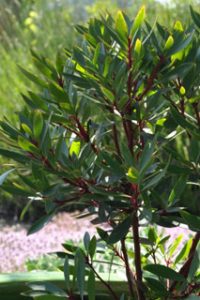Drimys lanceolata - Shooting Star Nursery