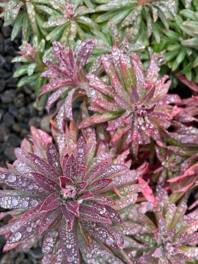 Euphorbias - Shooting Star Nursery