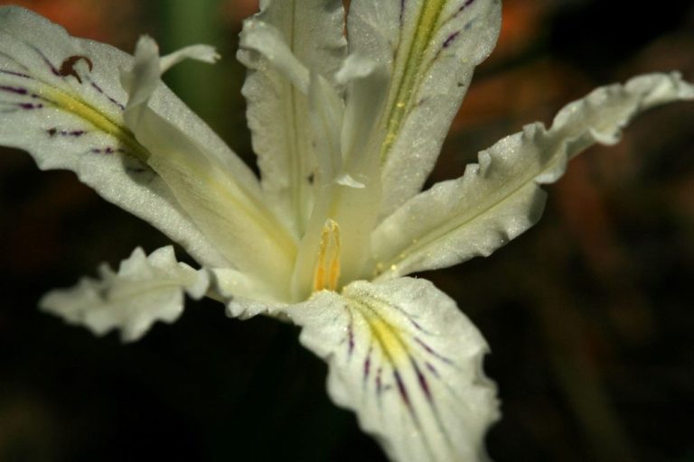 Native Iris - Shooting Star Nursery