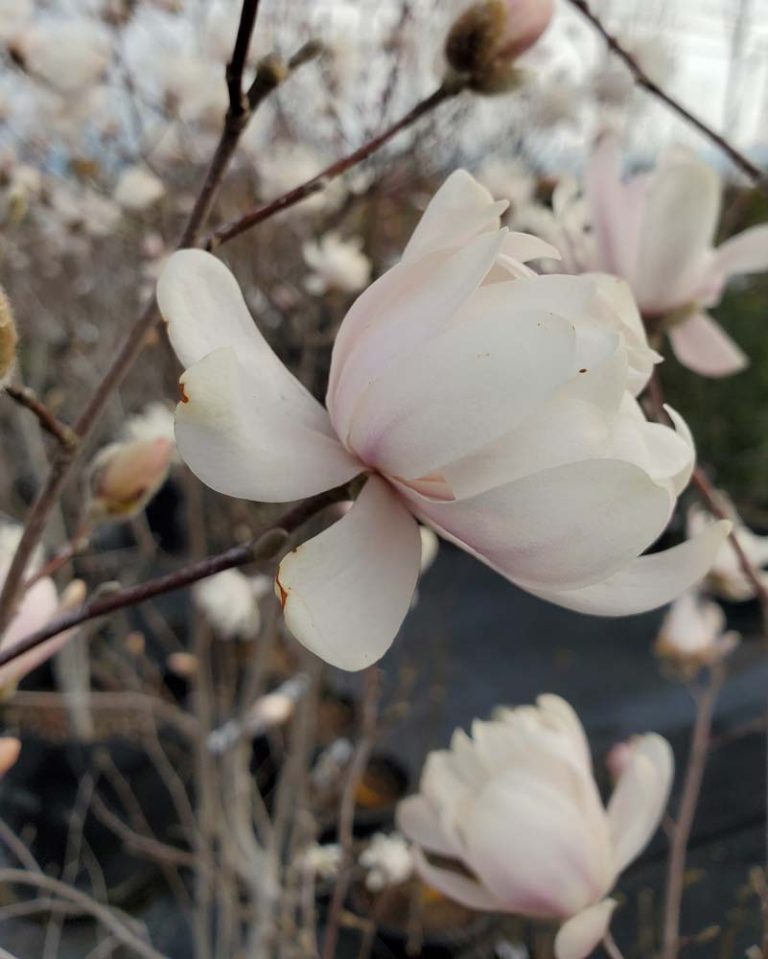 Deciduous Magnolias - Shooting Star Nursery