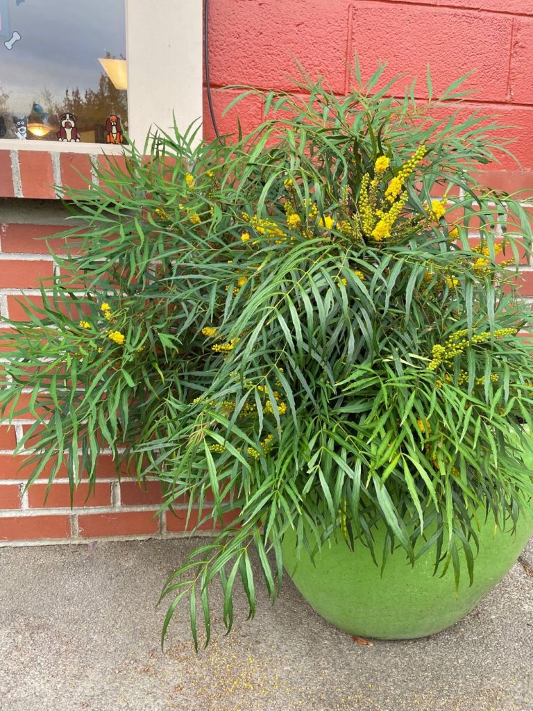 Mahonia 'Soft Caress' - Shooting Star Nursery