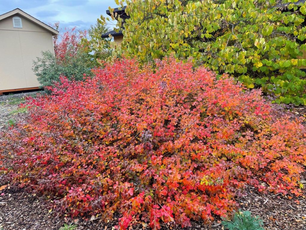 Rhus 'Gro-Low' - Shooting Star Nursery