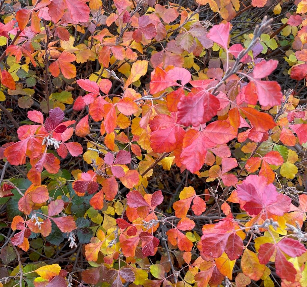Rhus 'Gro-Low' - Shooting Star Nursery