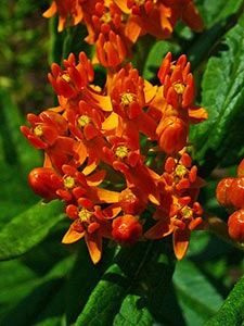 New Plants for 2015 - Shooting Star Nursery