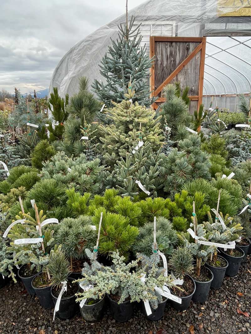Pruning Conifers - Shooting Star Nursery